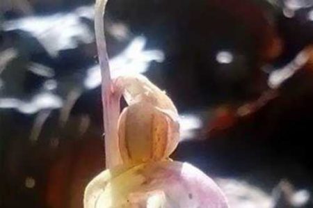 Parco Nazionale del Gargano nella storia: ecco l'Orchidea Fantasma ...