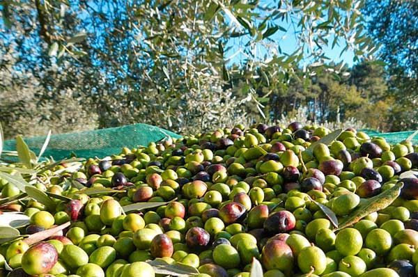 Raccolta delle olive tra ottobre e novembre, la tradizione in Puglia